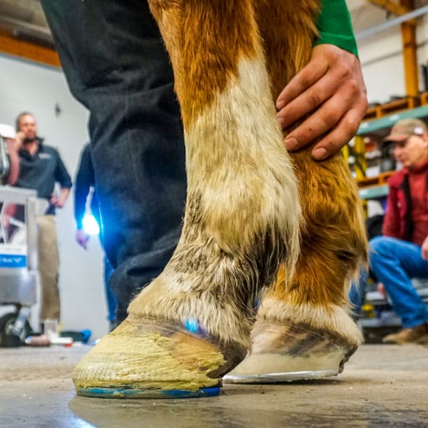 Anvil Brand Winter Clinic 2019