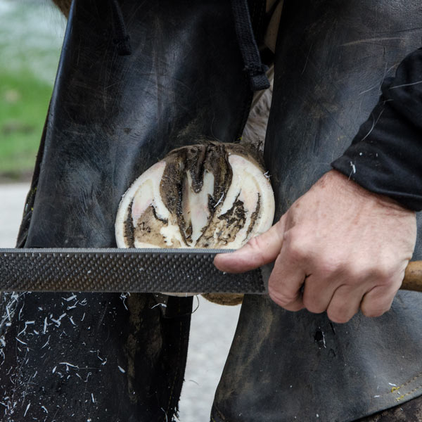 April 2016 Centaur Forge Clinic: Fabio Gnoatto