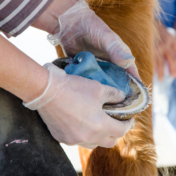 April 2017 Centaur Forge Clinic: Mary Bramley