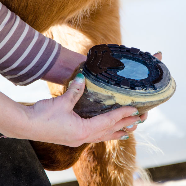 April 2017 Centaur Forge Clinic: Mary Bramley