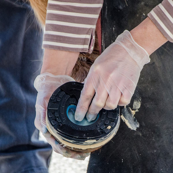 April 2017 Centaur Forge Clinic: Mary Bramley