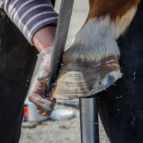 April 2017 Centaur Forge Clinic: Mary Bramley