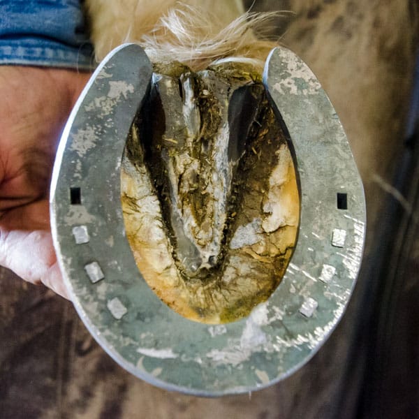 2019 Well-Shod Spring Clinic