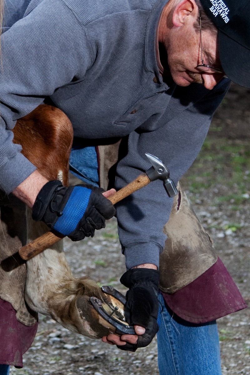 Farrier Photo of the Week