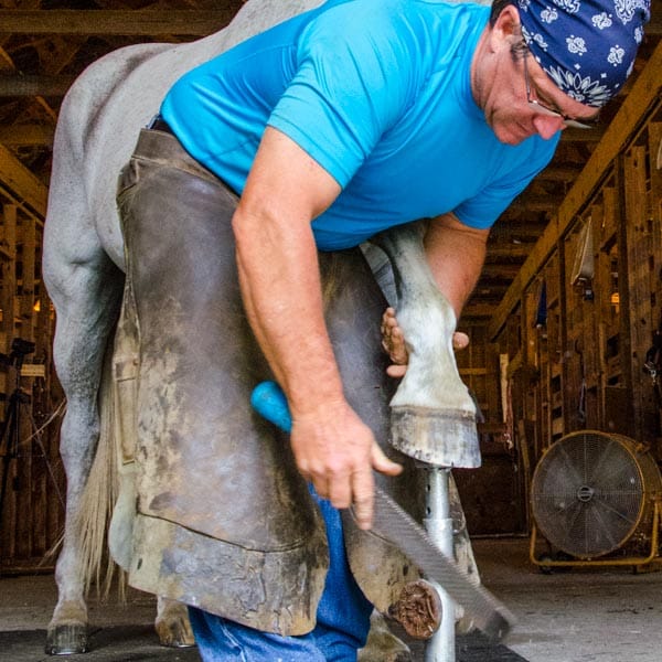 Farriers at Work: Darren Owen