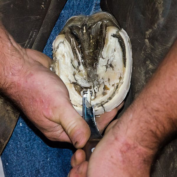 Farriers at Work: Darren Owen