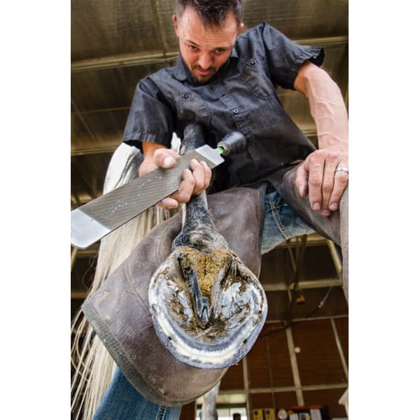 Farriers At Work: Jason Critton