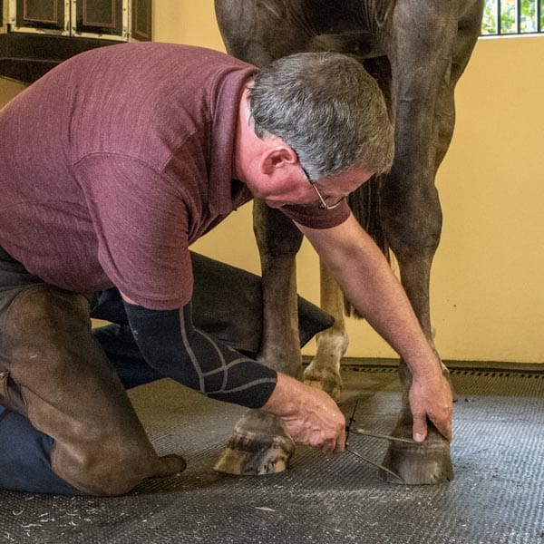 Farriers At Work: John Favicchia