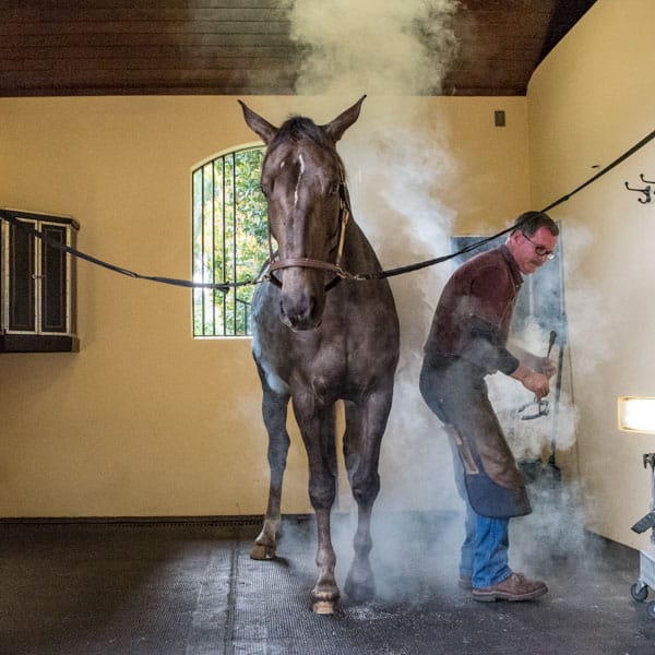 Farriers At Work: John Favicchia