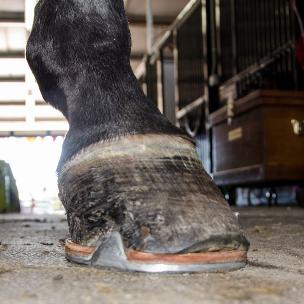 Farriers At Work – Sean Gaul