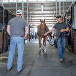 Farriers At Work – Sean Gaul