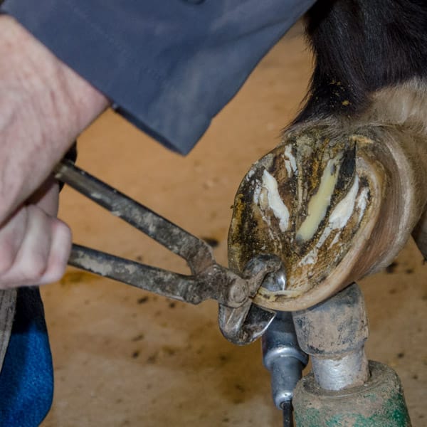 Farriers At Work: Kyle Carwford