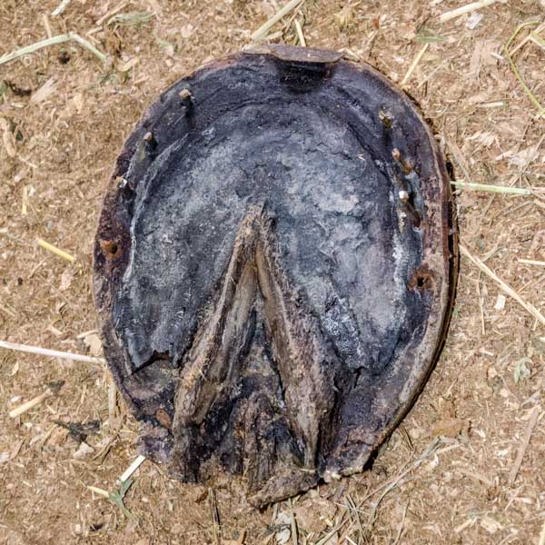 Farriers at Work: Lester Yoder October 2014