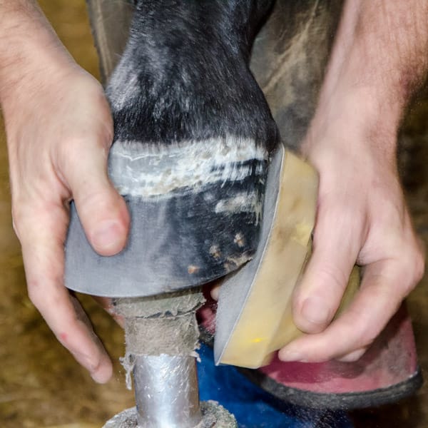 Farriers at Work: Lester Yoder October 2014