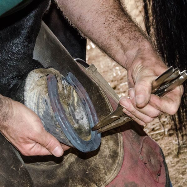 Farriers at Work: Lester Yoder October 2014