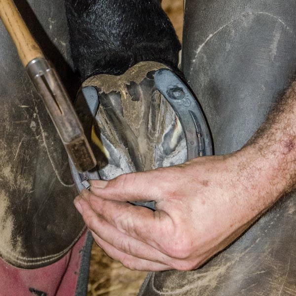 Farriers at Work: Lester Yoder October 2014