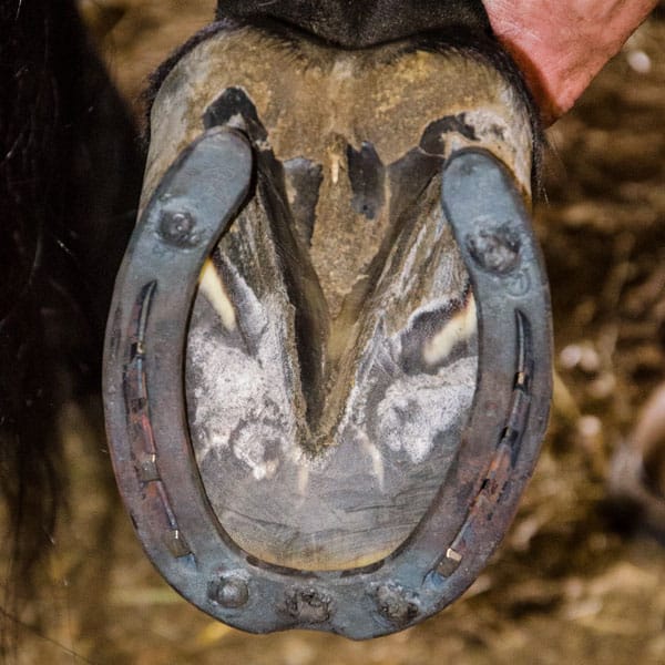 Farriers at Work: Lester Yoder October 2014