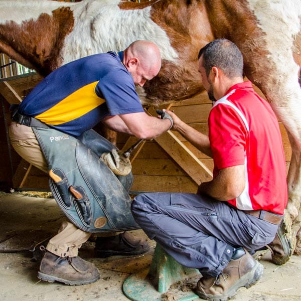 Farriers At Work: Steve Foxworth