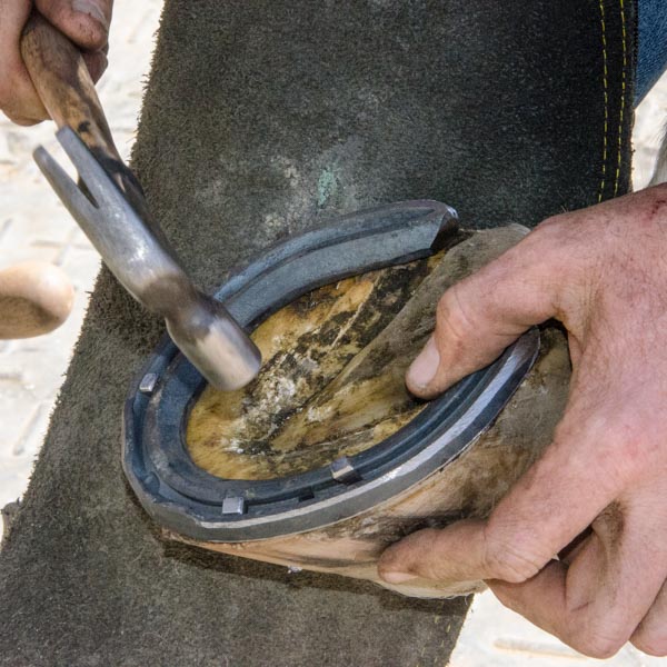 Farriers At Work: Travis Koons