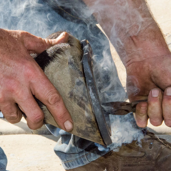 Farriers At Work: Travis Koons