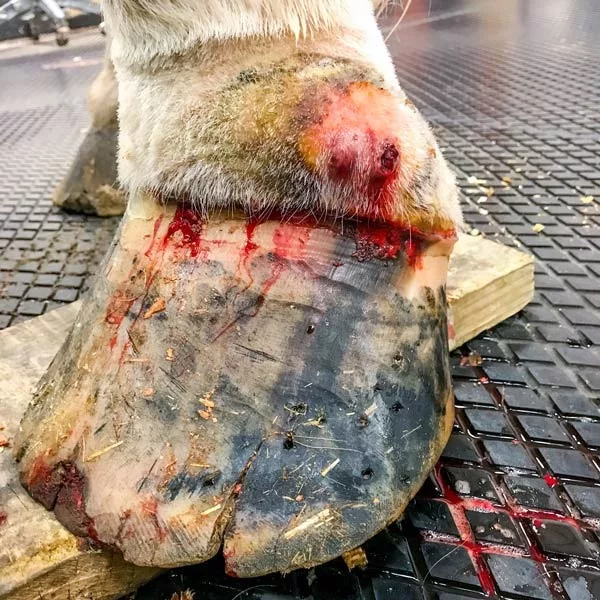 From the AFJ Archives Gallery: Scotch Bottom Shoes