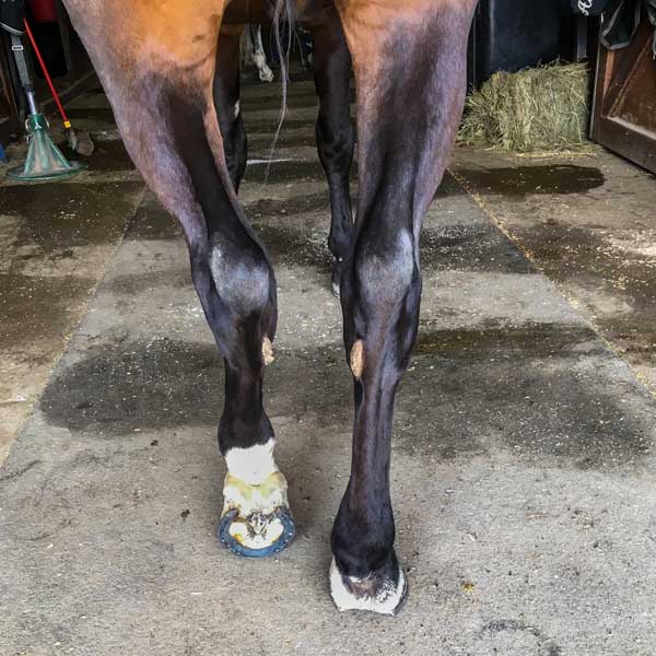Shoeing During a Pandemic: MVP’s Farrier Service