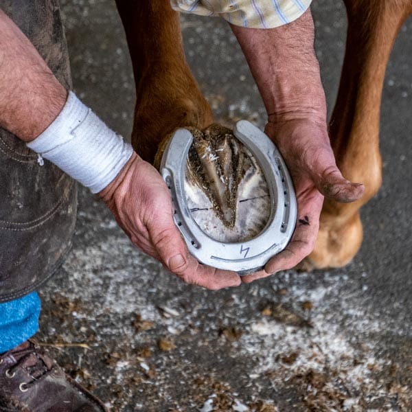 Shoeing for a Living: Martin Roche