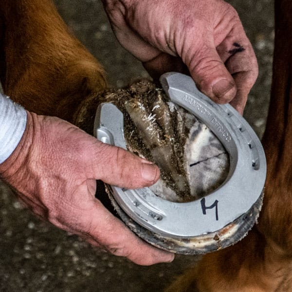 Shoeing for a Living: Martin Roche