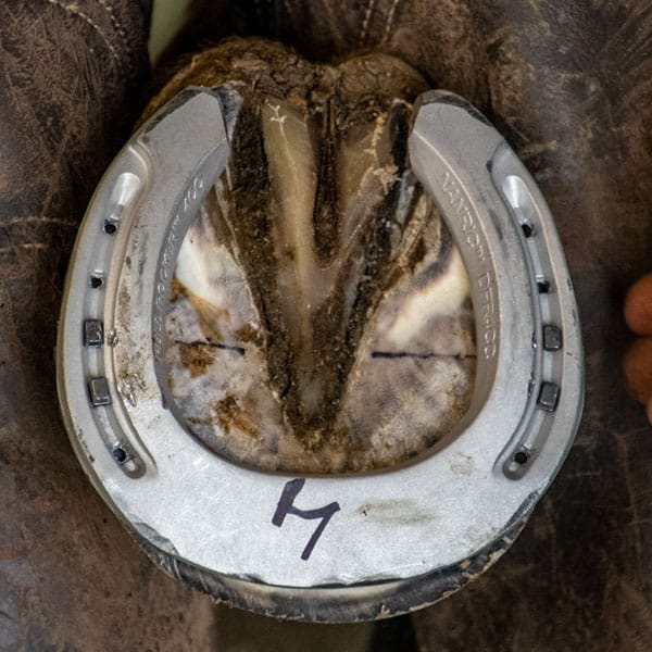 Shoeing for a Living: Martin Roche