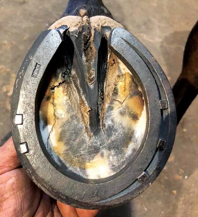 What are Your Options for Achieving the Benefits of a Sidebone Shoe?