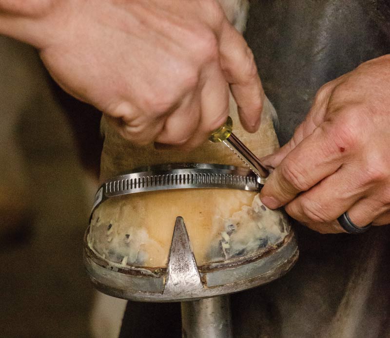 Arabian Show Horse Farrier Plays the Angles