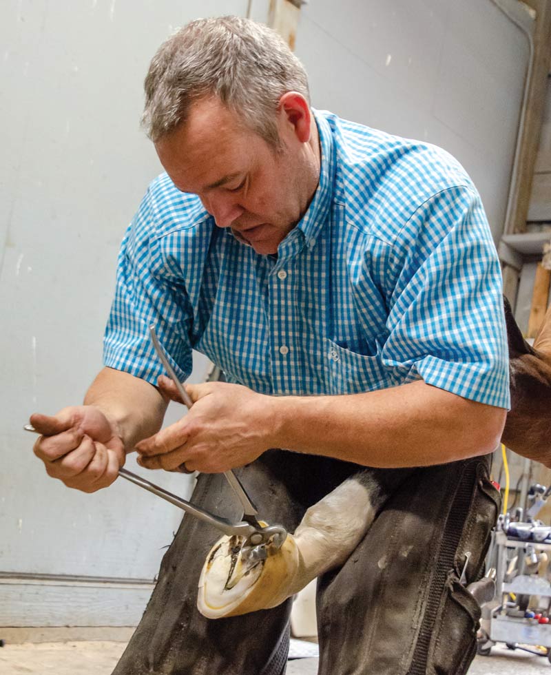 Arabian Show Horse Farrier Plays the Angles