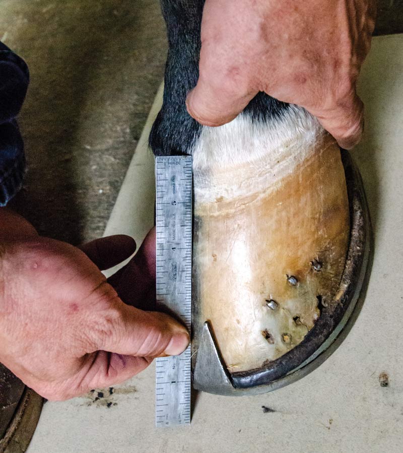 Arabian Show Horse Farrier Plays the Angles