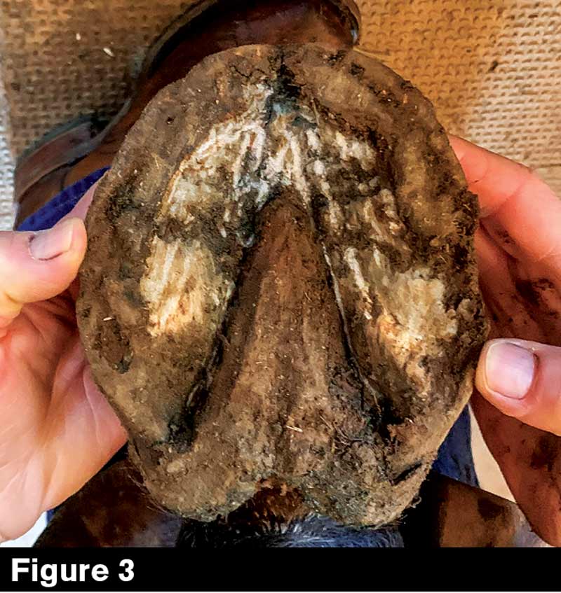 Effective Hoof-Care Begins with Evaluation