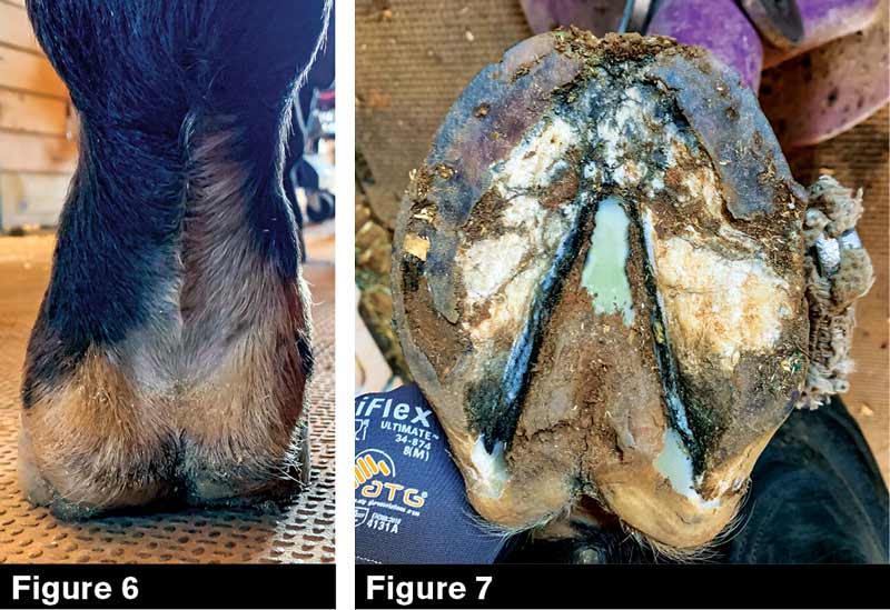 Effective Hoof-Care Begins with Evaluation