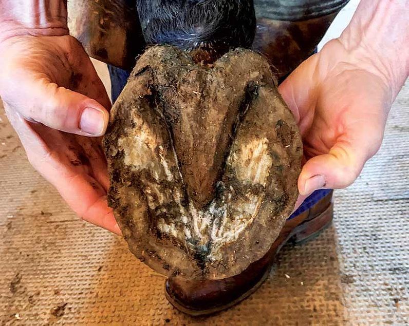 Effective Hoof-Care Begins with Evaluation