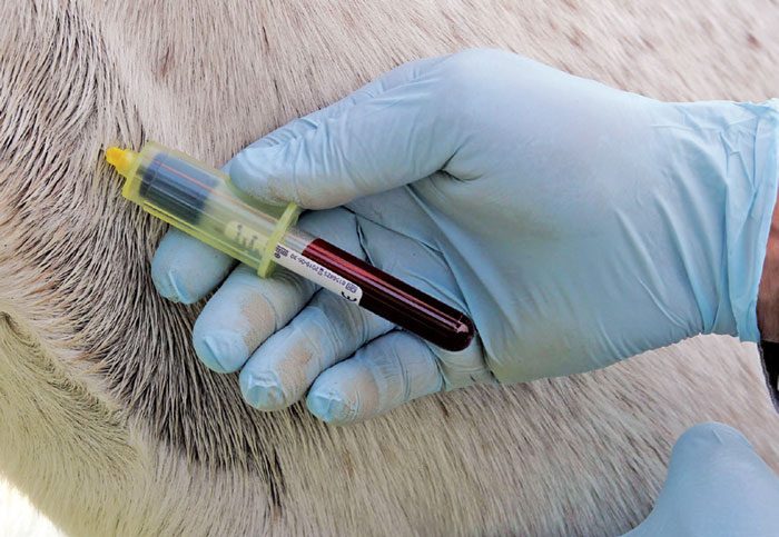 How to Identify and Manage Insulin Resistance in Horses