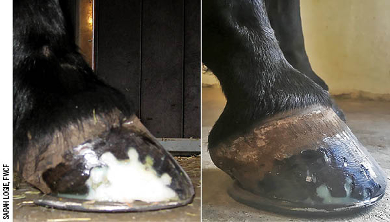 Rethinking Equine White Line Disease