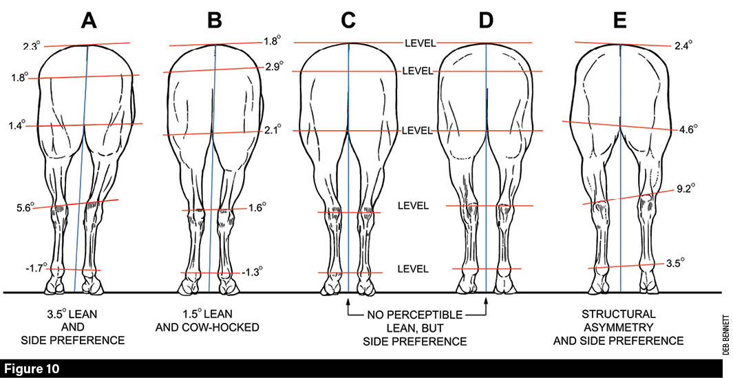 How Leaning Effects Equine Anatomy