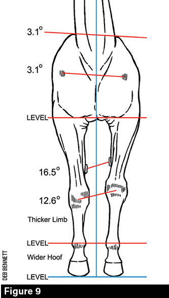 How Leaning Effects Equine Anatomy