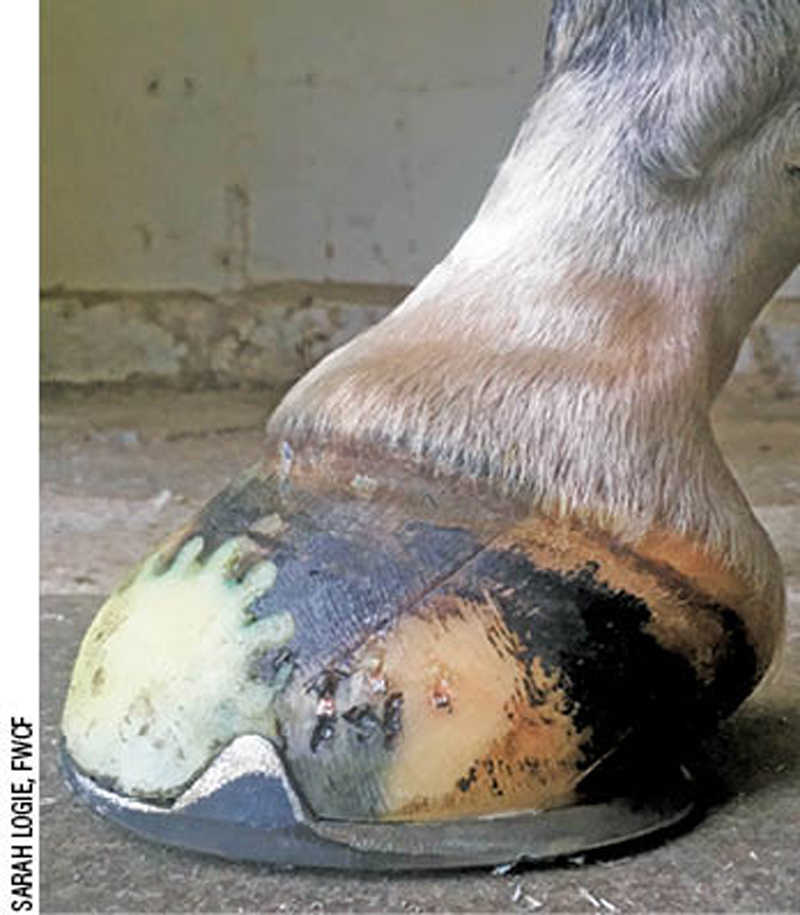 Rethinking Equine White Line Disease