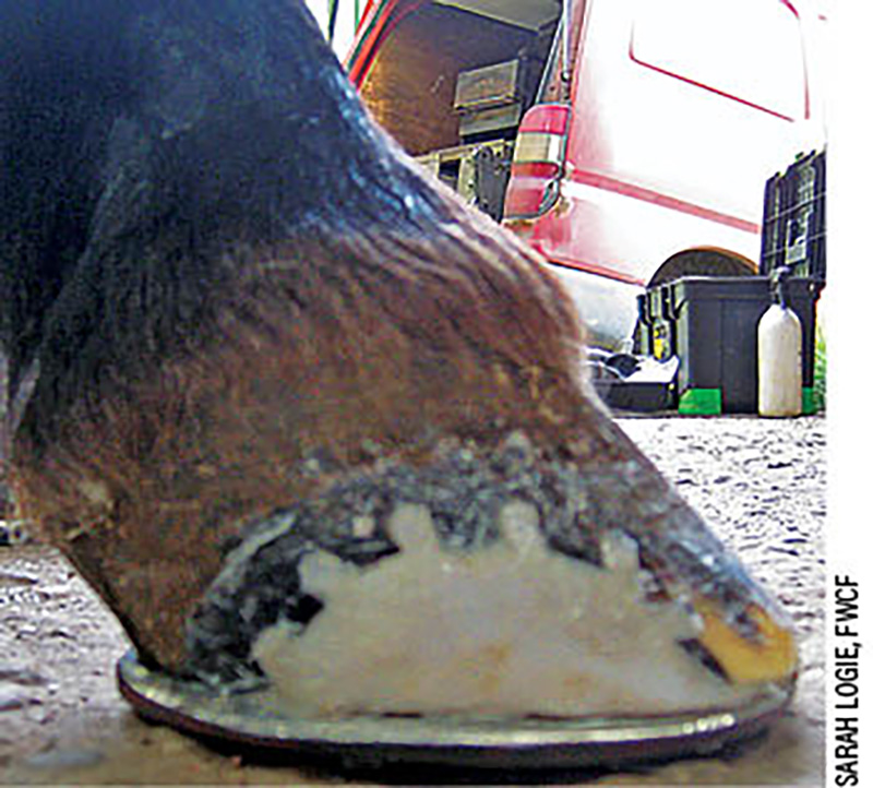 Rethinking Equine White Line Disease