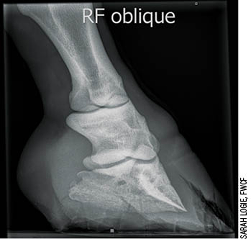 Rethinking Equine White Line Disease