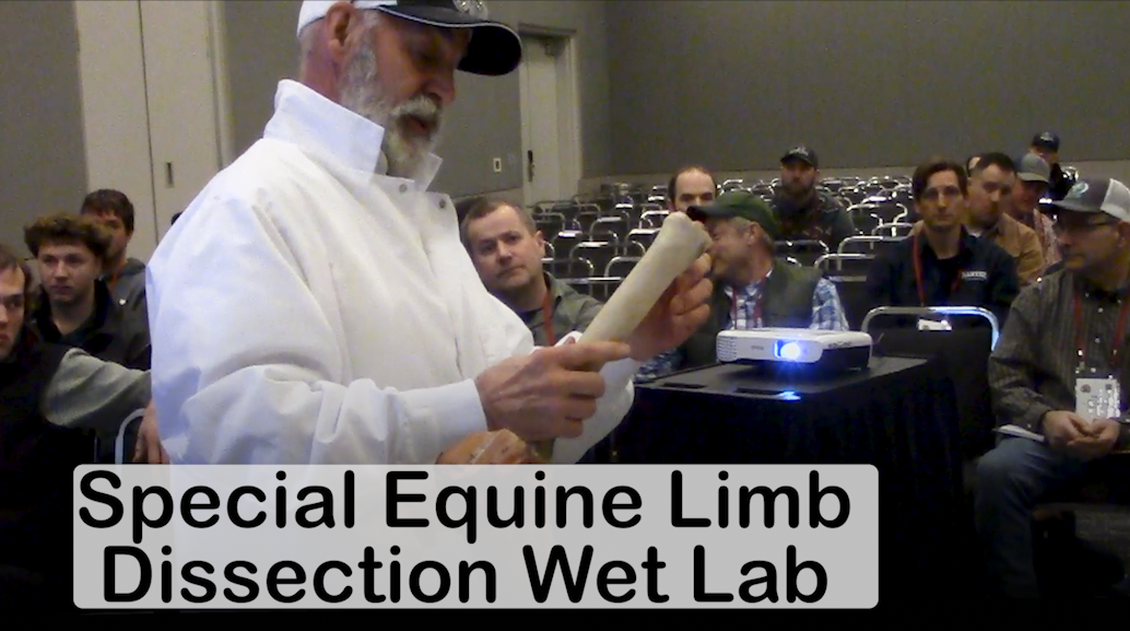 Special Equine Limb Dissection Wet Lab with International Horseshoeing ...