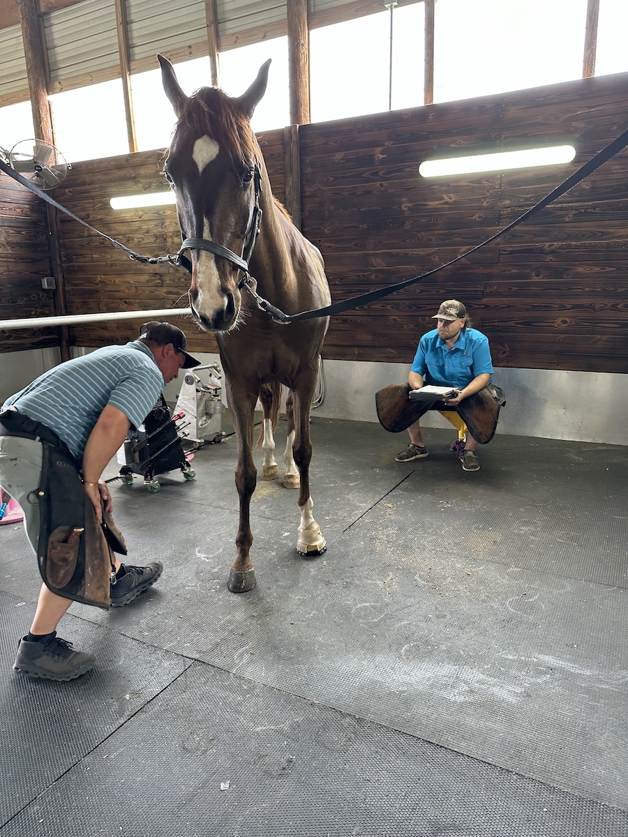2025 Farriers Week: Farrier Spotlight