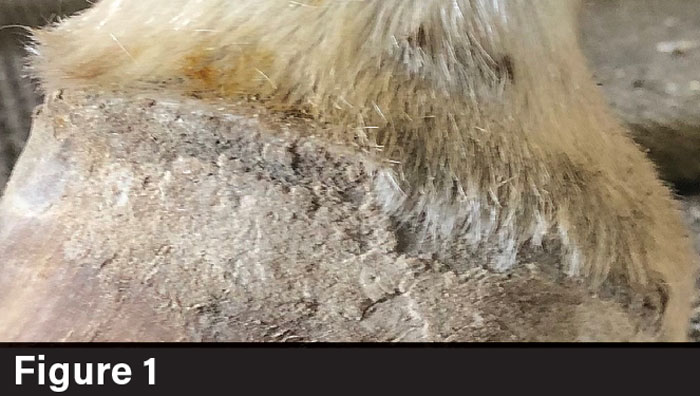 Managing Coronitis and Canker for Better Hoof Health