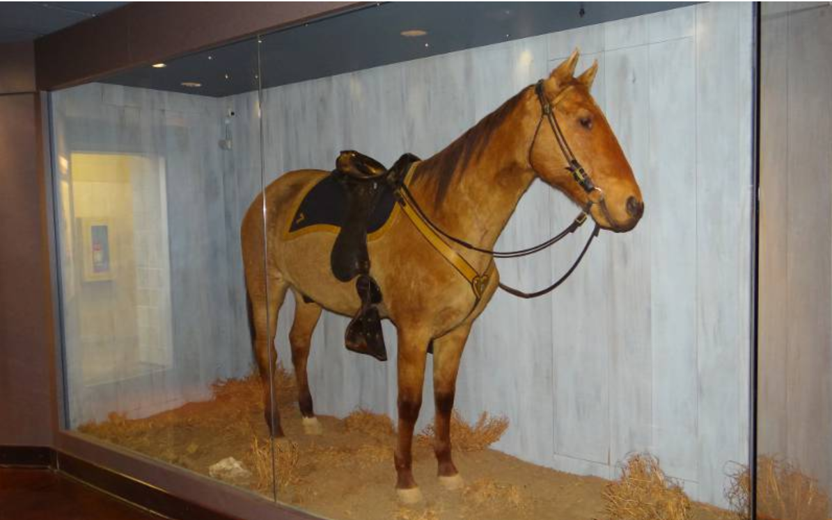 International Hoof-Care Summit - Bonus Sessions