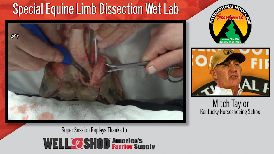 [Video] Special Education Session: Special Equine Limb Dissection Wet Lab