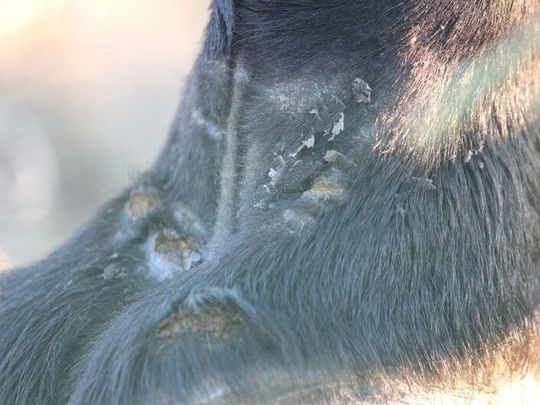 Horse-Soring Culprits Hard To Track