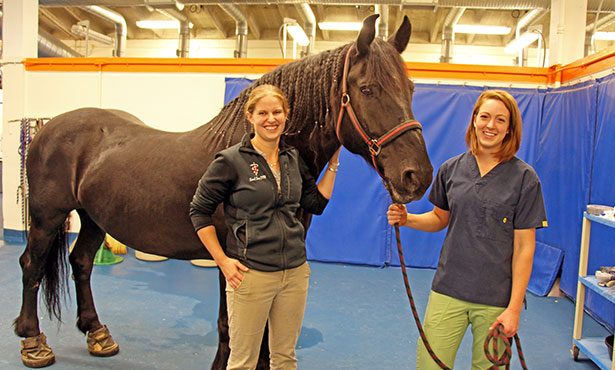 Canker Makes Horses Cranky